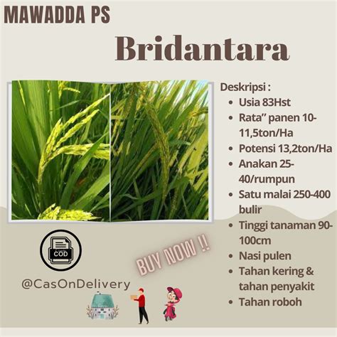 Jual Biji Padi Hibrida Bridantara 1kg Shopee Indonesia