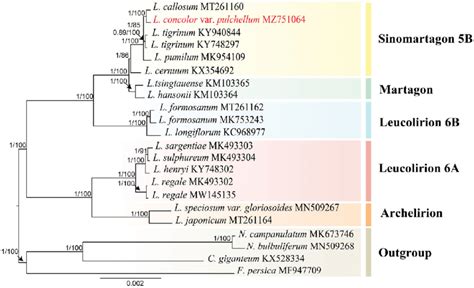 Phylogenetic Tree Reconstructed By Maximum Likelihood Ml And Bayesian Download Scientific