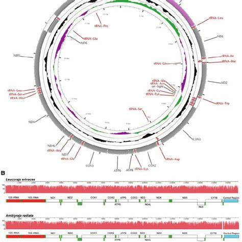 Mitochondrial Genome Annotation Jamboree Workflow Curators From Each