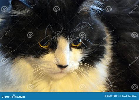 What Breed Is A Black And White Long Haired Cat At Morris Rios Blog