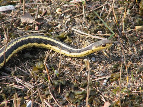 File Eastern Garter Snake Wikipedia