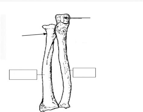 Radius And Ulna Bone Markings Quiz