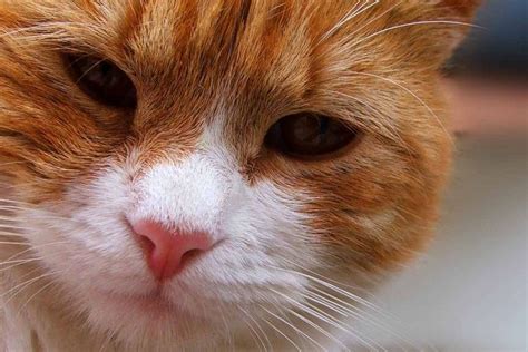 Под кожей у кошки шарик уплотнение на животе шее