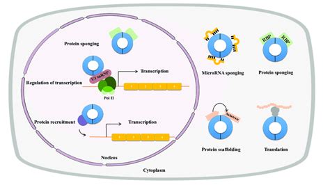 Biological Functions Of Circrna Circrnas Function As Important Gene