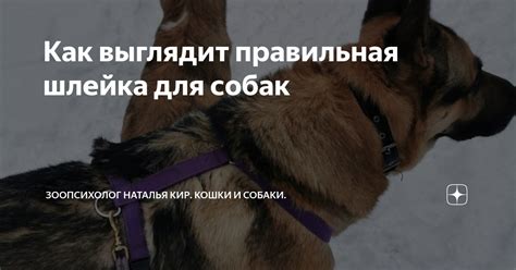 Как выглядит правильная шлейка для собак | Зоопсихолог Наталья Кир ...