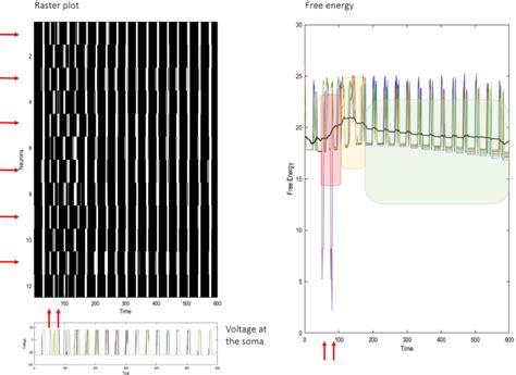 The Emergence Of Synchrony In Networks Of Mutually Inferring Neurons Scientific Reports