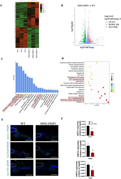The Differential Transcriptional Level At Defect Sites In The Wt And