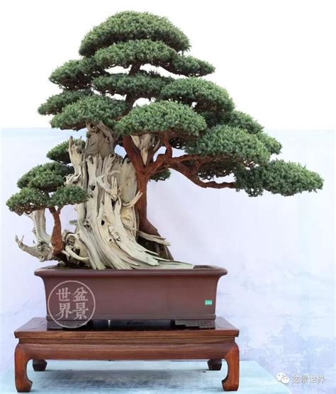 一組來自2019國際盆景賞石大會盆景金獎作品欣賞 每日頭條