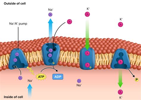 Sodium Potassium Pump Structure
