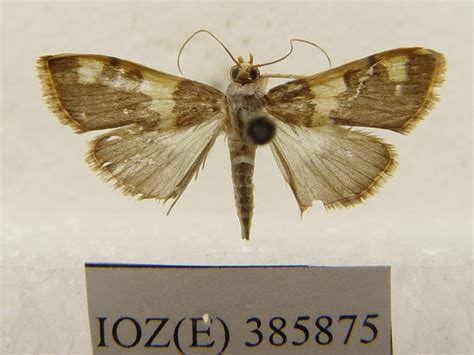 Rehimena Phrynealis