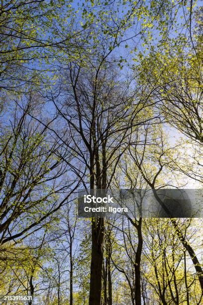 A Park With Different Types Of Trees In The Spring During Flowering