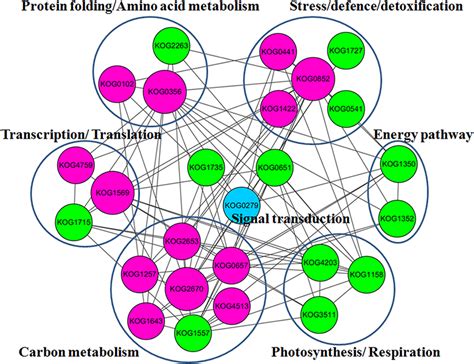 Network Of Key Daps In Nc47 Involved In Drought Adaptation And