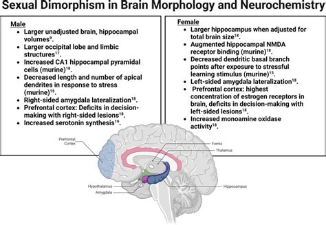 Sex Sepsis And The Brain Defining The Role Of Sexual Dimorphism On Neurocognitive Outcomes