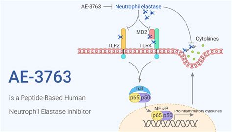 Ae 3763 Is A Peptide Based Human Neutrophil Elastase Inhibitor Immune