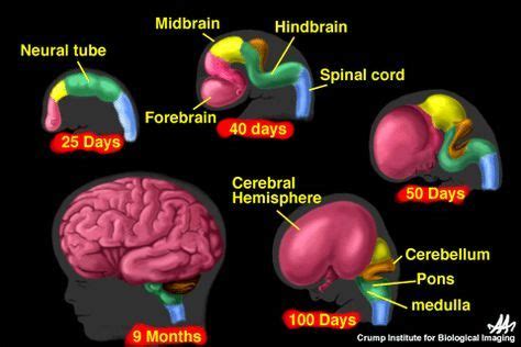 Pin By Elisa Triffleman On Neurons Brain Science Human Anatomy And Physiology Female