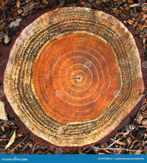 Tree Cross Section 1 Picture Image 94708833