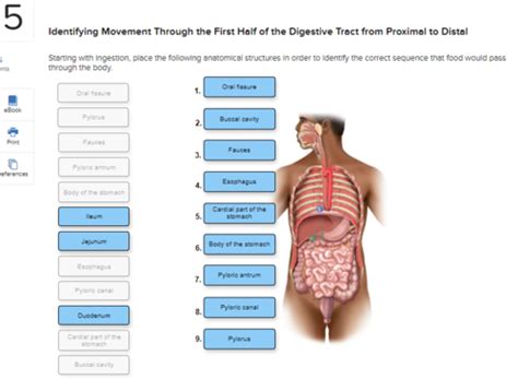 Chapter 25 Flashcards Quizlet