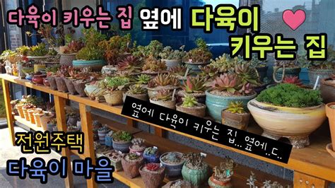 전원주택 다육이마을ㅣ다육이 키우는 집3ㅣ다육이 맛집 ㅣ예쁘게 물든 다육이ㅣ다육이키우기 ㅣ신쌤의다다육선 多肉植物