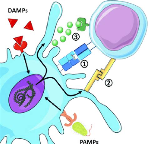 Three Signal Model Of T Cell Activation Apcs Engulf And Process Download Scientific Diagram
