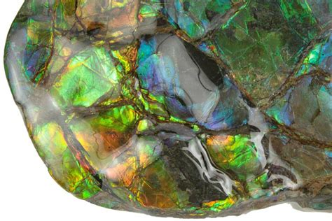 318 Green And Blue Ammolite Fossil Ammonite Shell Alberta 236406