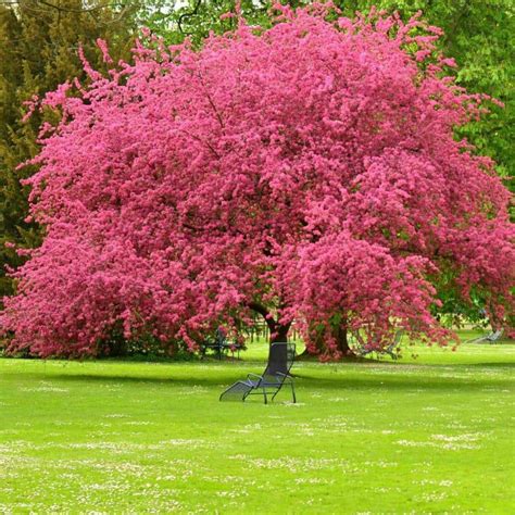 7 Gal Cherokee Chief Dogwood Flowering Deciduous Tree With Pink