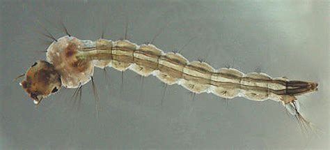 Aedes Aegypti