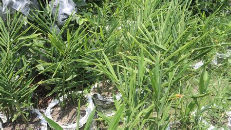 আদার সঠিক পরিচর্যা।আধুনিক কৃষি ফার্ম ।রুবেল মিয়া। Youtube