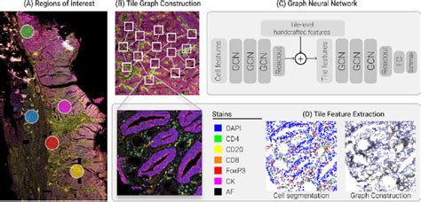 A Graph Based Neural Network Approach To Immune Profiling Of