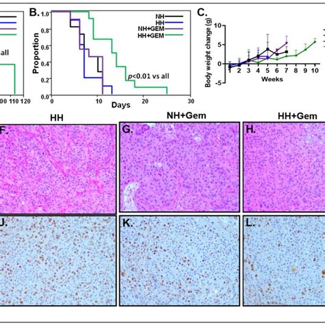 Athymic Nude Mice Xenograft Model Of Pc And Wild Type Mice Syngeneic