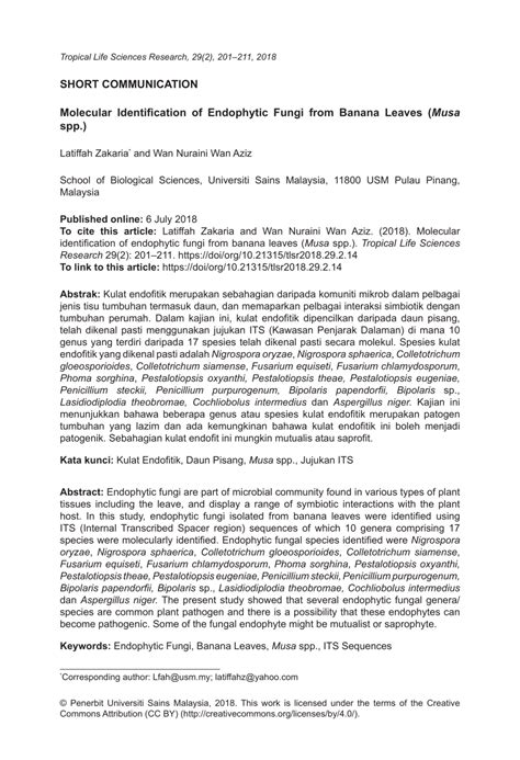 Pdf Molecular Identification Of Endophytic Fungi From Banana Leaves Musa Spp