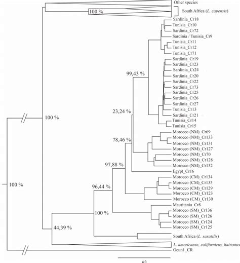 Bayesian Phylogenetic Tree Based On Cr Mtdna The Phylogenetic Tree Was
