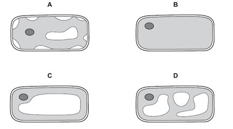Igcse Biology 0610 3 2 Osmosis Igcse Style Questions Paper 1