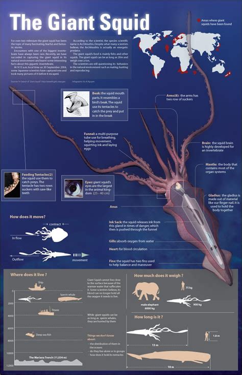Giant Squid Size Chart