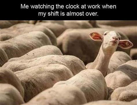 The 29 Funniest Sheep Memes Ranked