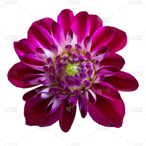 粉红色的菊花大丽花上白色孤立