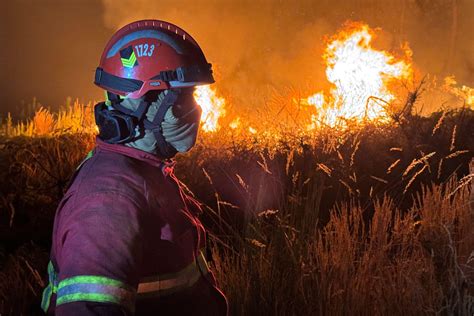Mga Puno Ng Pino Na Apektado Ng Sunog Ano Ang Nangyayari At Paano Sila Bumabawi