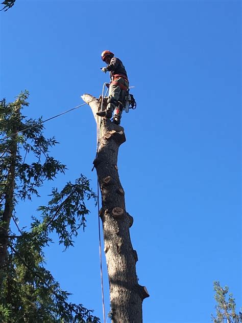 The 10 Best Tree Trimming Services Near Me