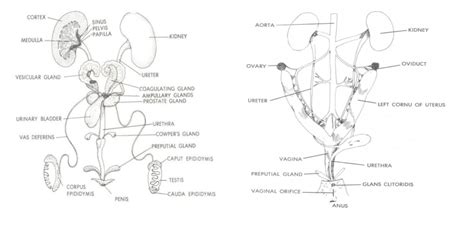 Rat Urinary And Reproductive Diagram Quizlet