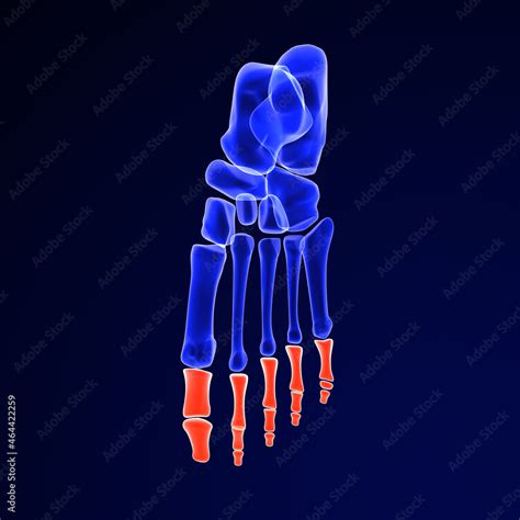 The Phalanges Are Digital Bones In The Hands And Feet Of Most