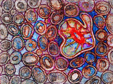 Stock Illustration Red Cell Surrounded By Smaller Cells