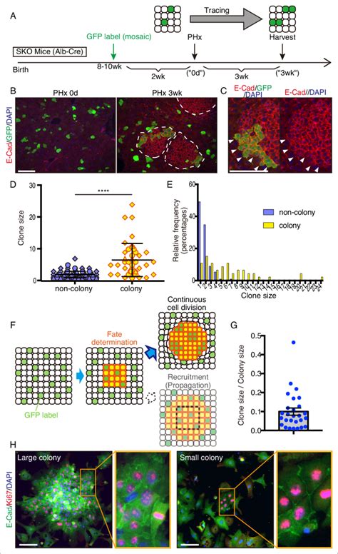 mitogenic signal deficiency induced tight clustering of cells that download scientific diagram