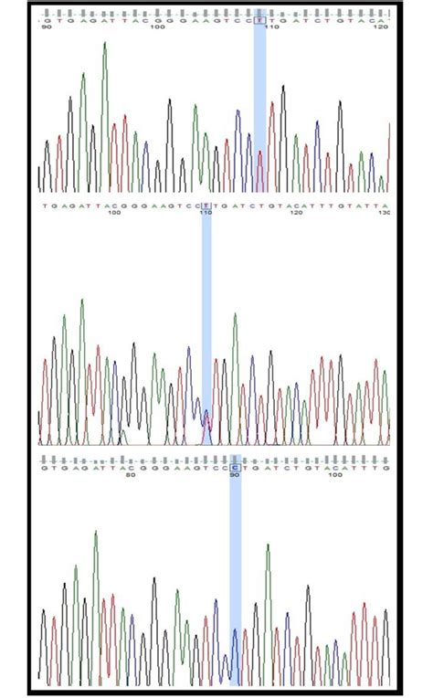 Chromatogram Represents The Genotypes Of The Snps In Fcrl3 Download