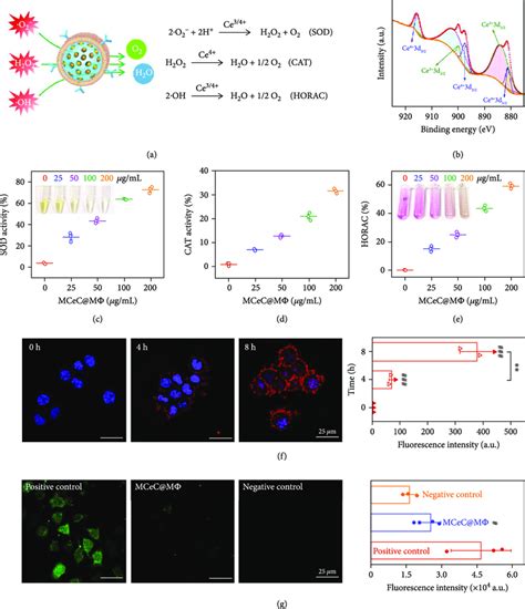 In Vitro Performance Of Decoy Nanozymes For Ros Scavenging A Download Scientific Diagram