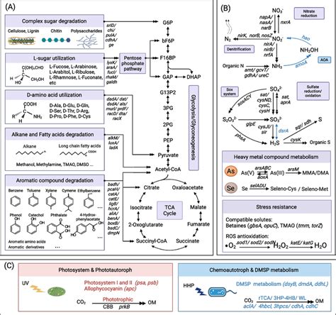 Schematic Diagram Of Prokaryotic Metabolic Versatile In Me And Mt A Download Scientific