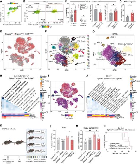 Mg Activation Through Cell Specific Siglec E Deletion Induces Download Scientific Diagram