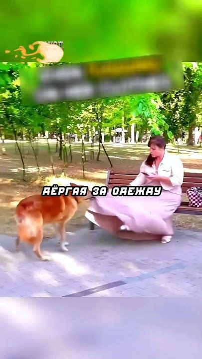Собака лезла к девушке но оказалось она хотела спасти её ️ Youtube