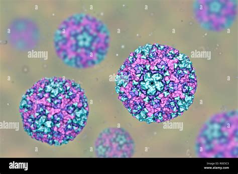 Group B Coxsackievirus Computer Illustration These Viruses Cause