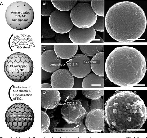Ijms Free Fulltext The Effects Of Tio Nanoparticles