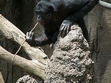 ボノボ Wikipedia