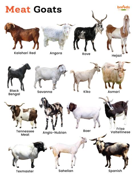 Best Meat Goat Breeds With Pictures